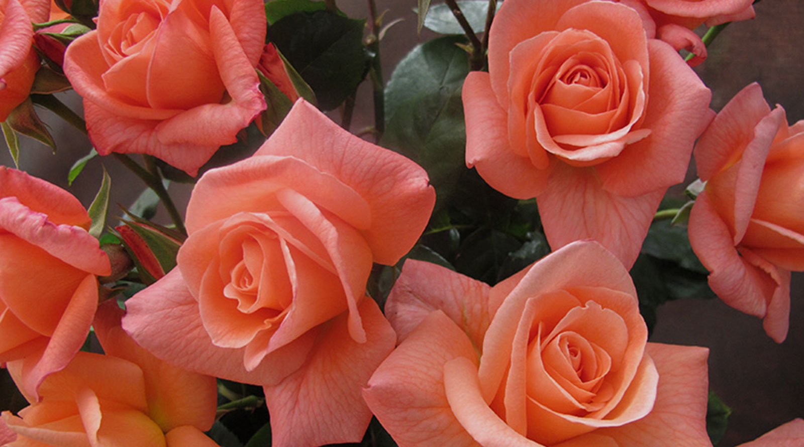 Rose Festival – Kenny Express